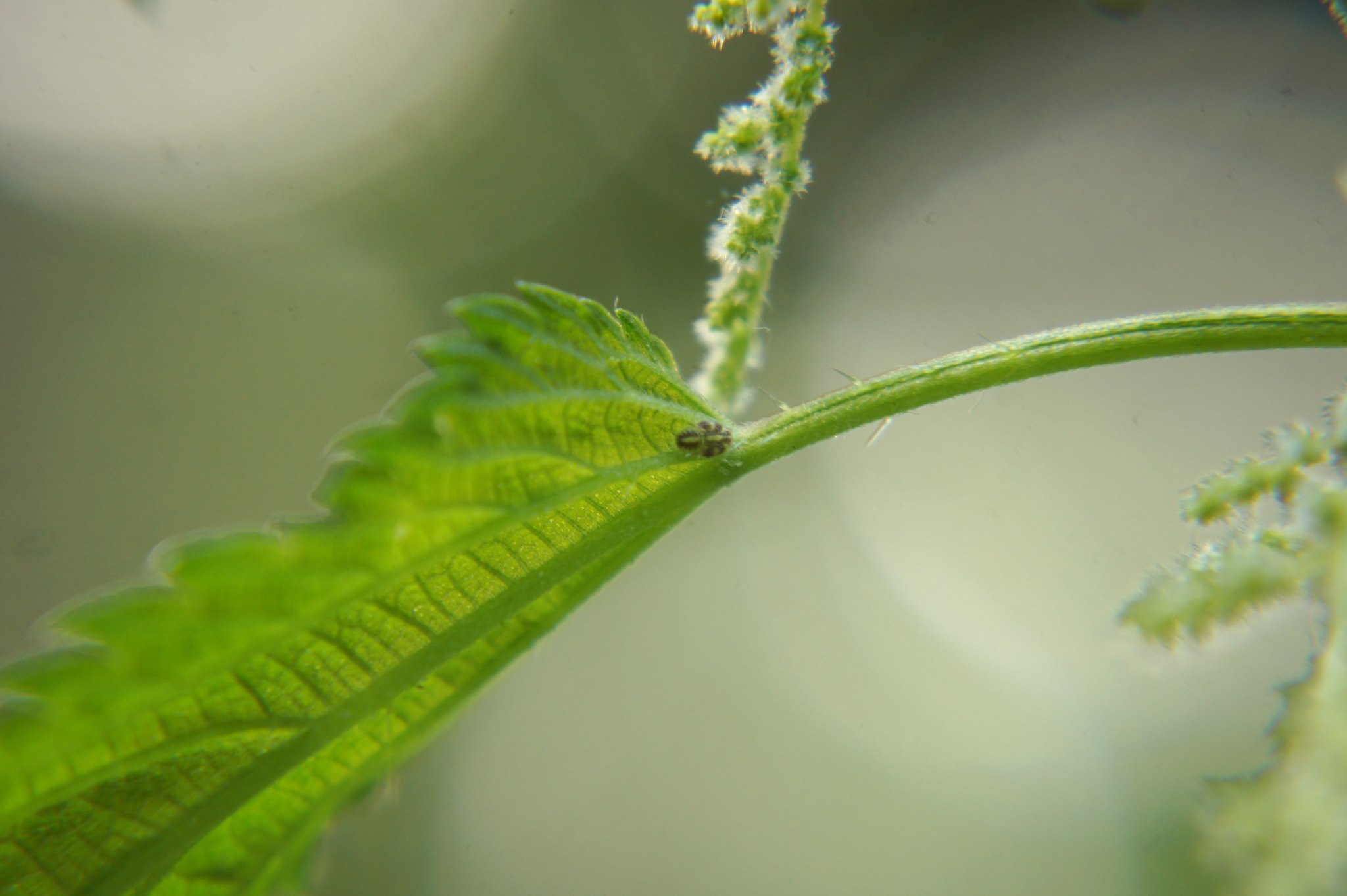 Trioza urticae (Linnaeus, 1758)