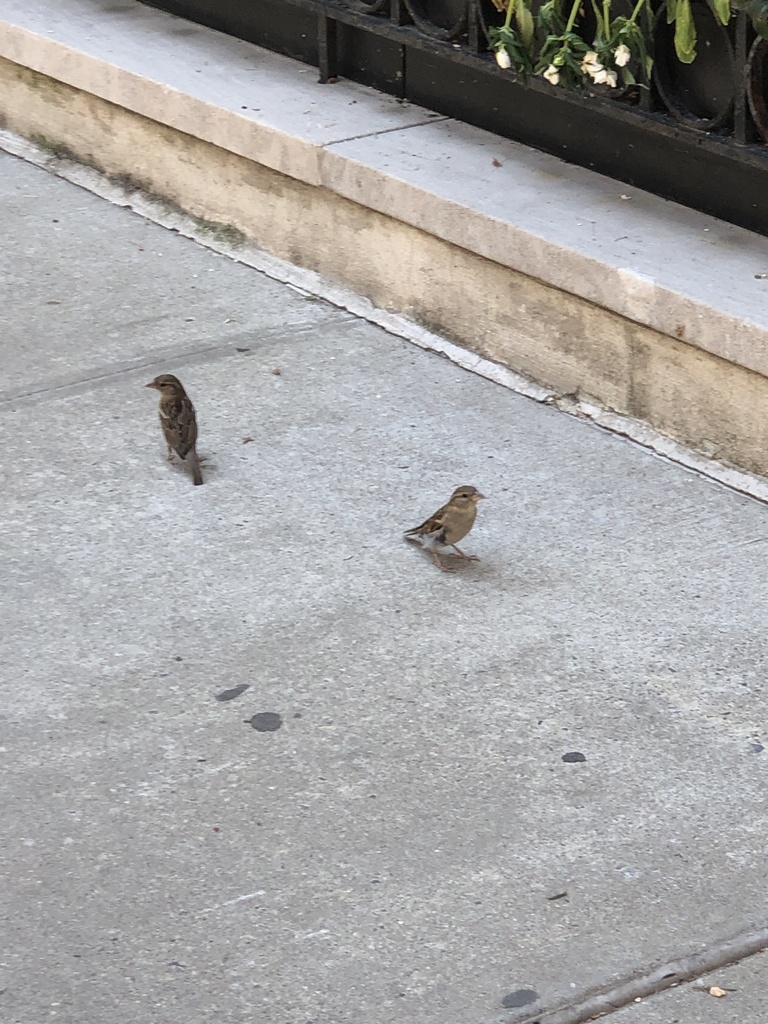 House Sparrow from Manhattan, New York, NY, US on July 06, 2020 at 12: ...