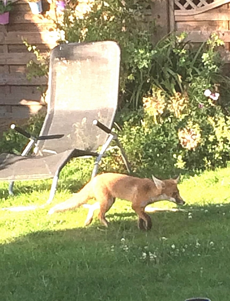 Red Fox from Leicester LE2, UK on July 6, 2020 at 07:57 PM by ...