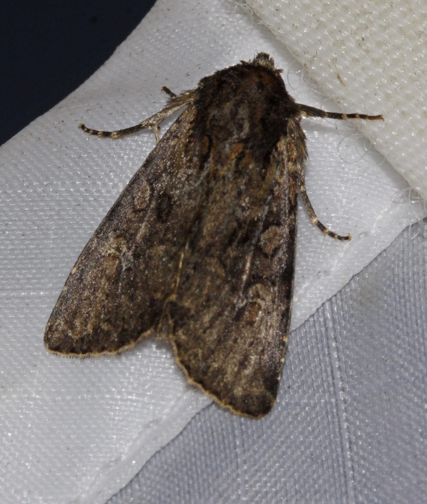 Small Clouded Brindle from Le Rocher-Percé, QC, Canada on July 2, 2020 at 04:46 AM by Michel ...
