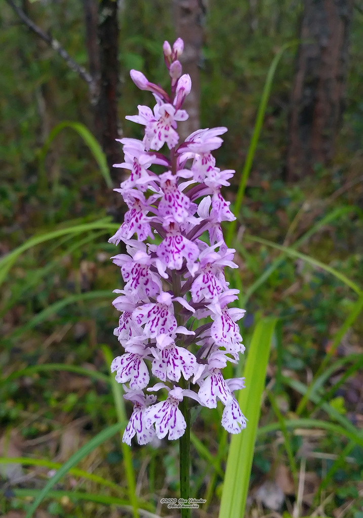 Common Spotted Orchid from Sovetskiy rayon, Khanty-Mansiy, Russia on ...