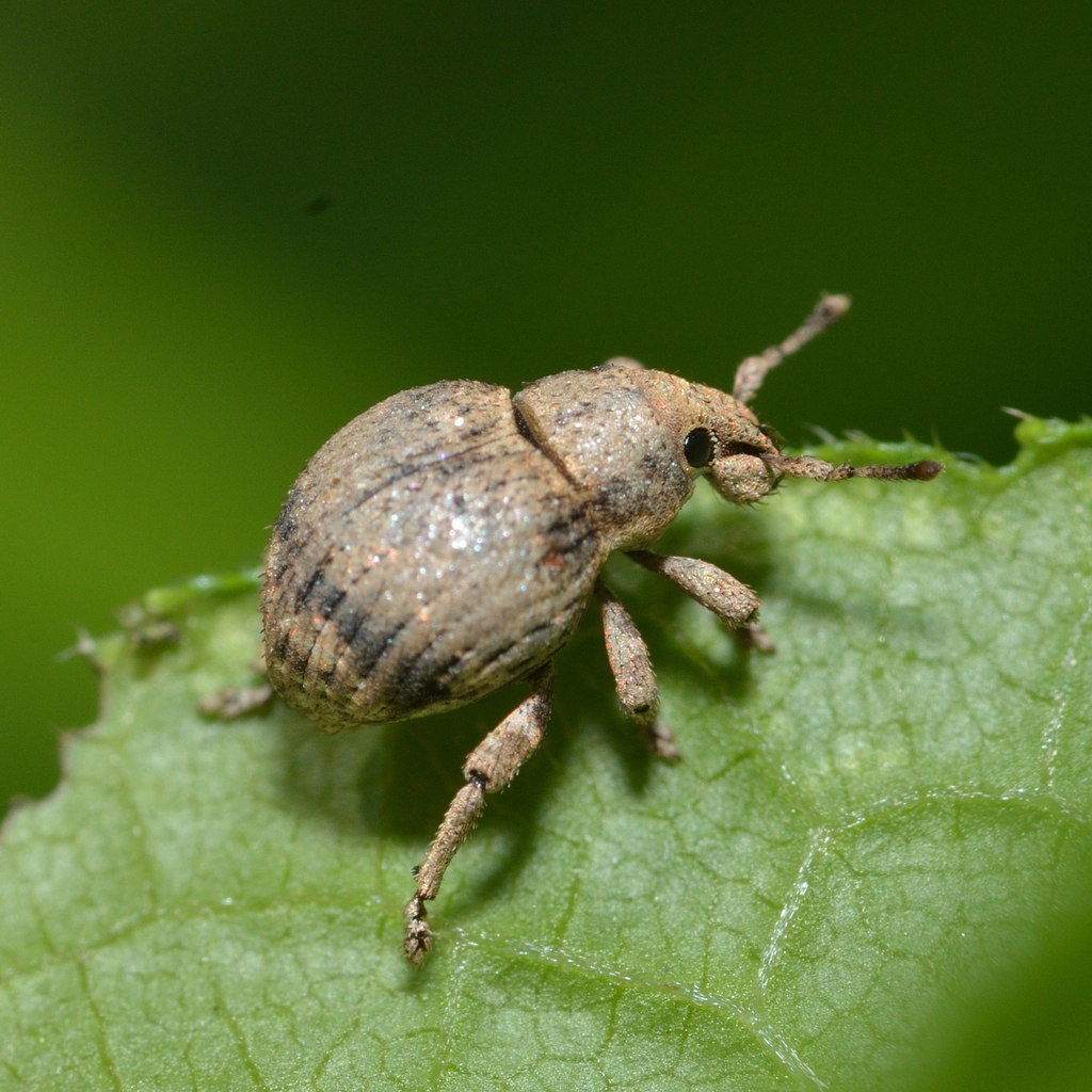 Two-banded Japanese Weevil from Bryson City, NC 28713, USA on July 6 ...