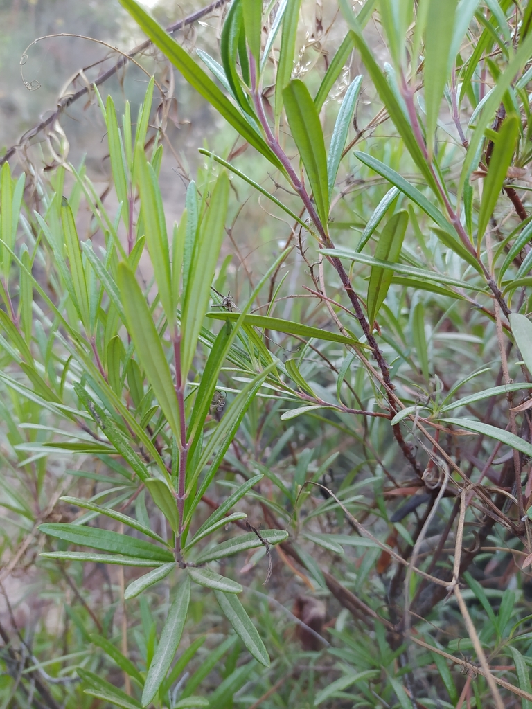 desert willow from Ensenada, B.C., México on July 5, 2020 at 06:50 PM ...