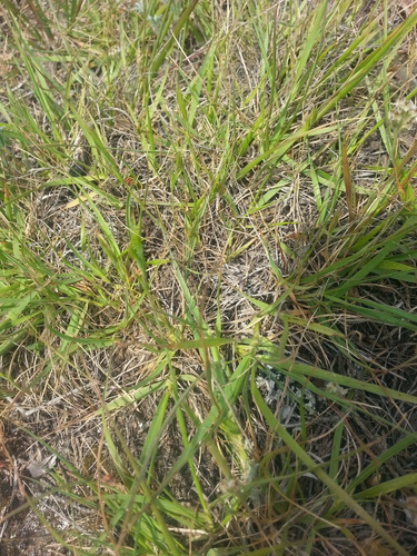 California oat grass (Native Grasses of Ring Mountain) · iNaturalist