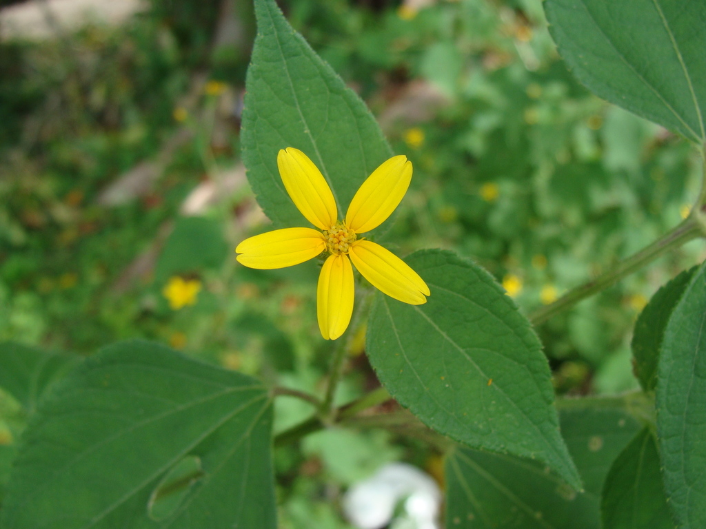 Baltimora recta from Huixtla, Chis., México on July 5, 2020 at 04:11 PM ...