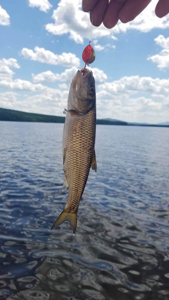 Fallfish from Somerset, Maine, United States on July 4, 2020 at 02:15 ...