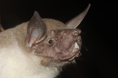 (Noctilio leporinus subsp. mastivus)