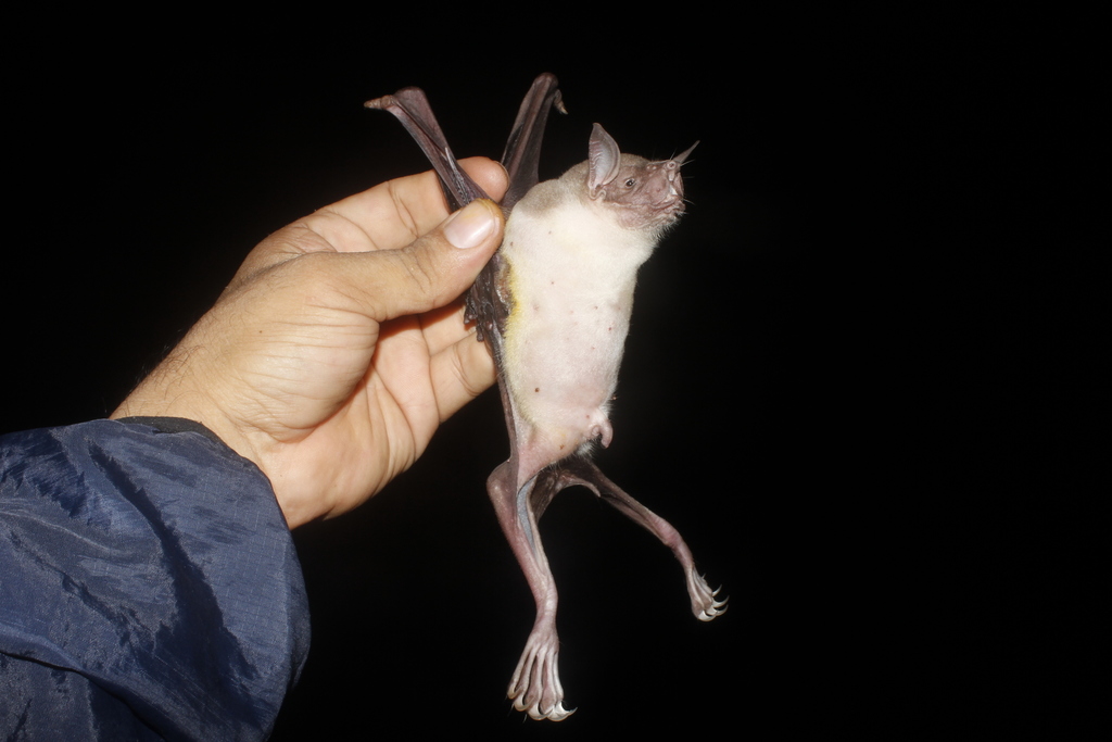 Bulldog Bats (Noctilio) - Know Your Mammals