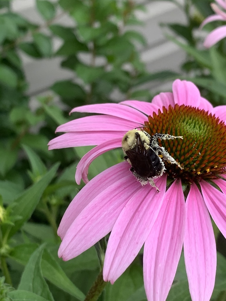 Brown-belted Bumble Bee from Butler Spur Ct, Saint Louis, MO, US on ...