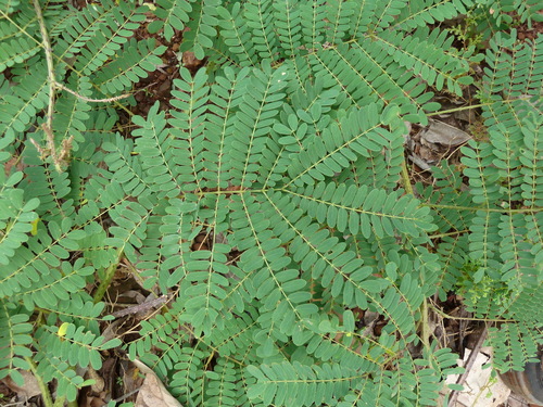 Adenopodia scelerata · iNaturalist