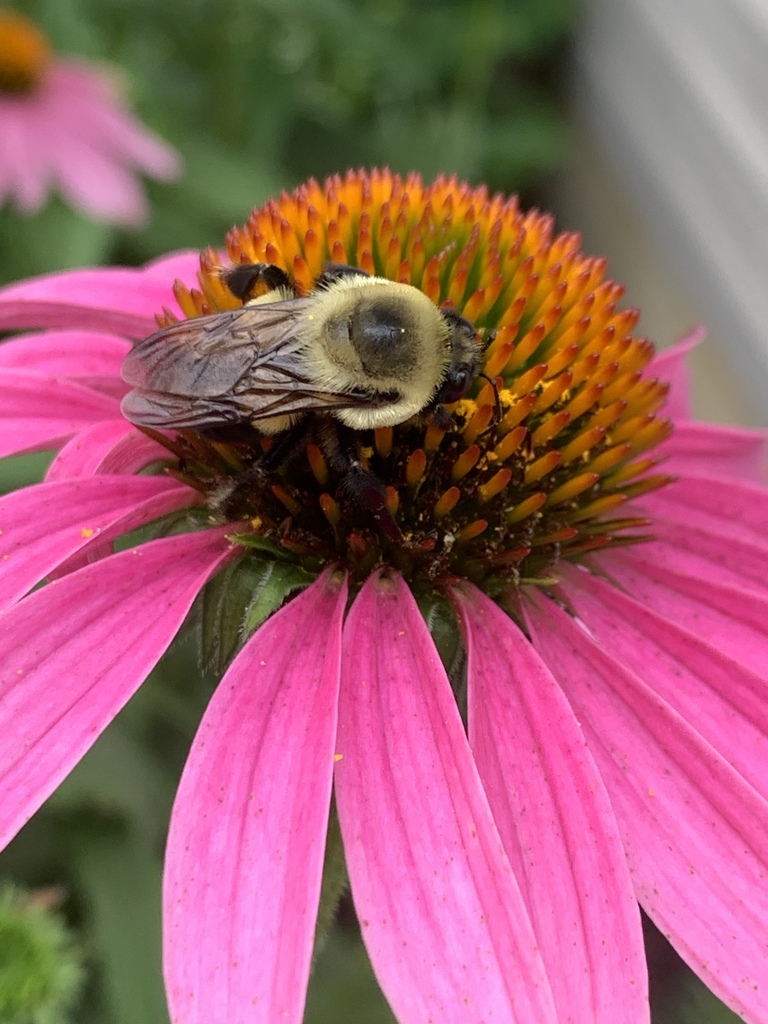 Brown-belted Bumble Bee from Butler Spur Ct, Saint Louis, MO, US on ...