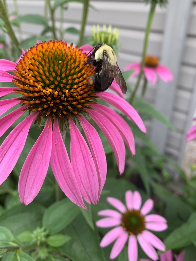 Brown-belted Bumble Bee from Butler Spur Ct, Saint Louis, MO, US on ...