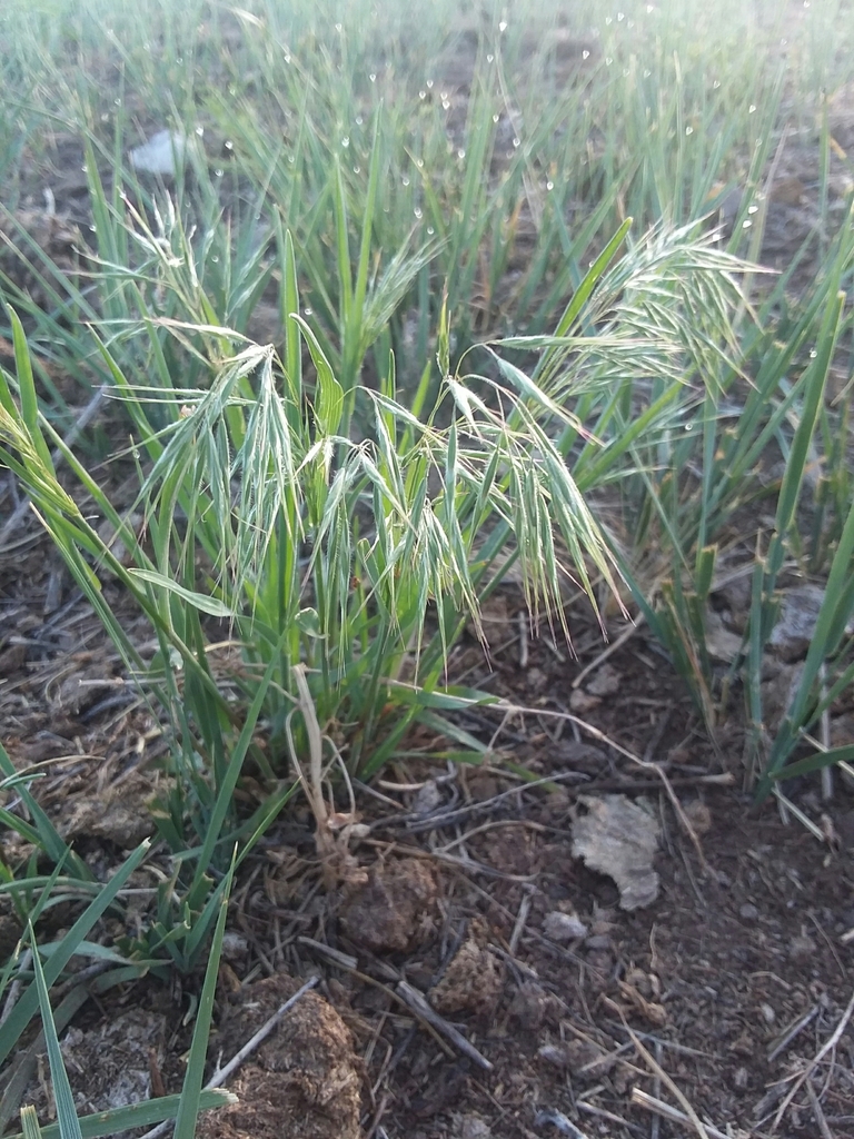 Cheatgrass from Nunn, CO 80648, USA on July 6, 2020 at 06:59 AM by ...