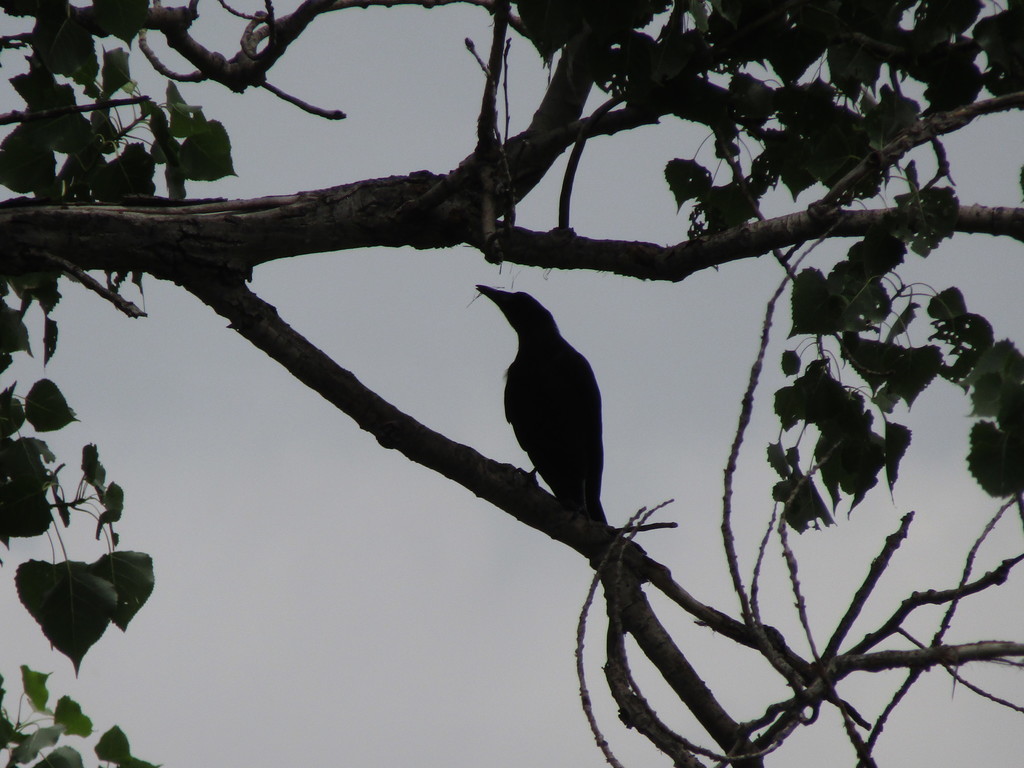 American Crow from Original Town, Carrollton, TX 75006, USA on July 6 ...