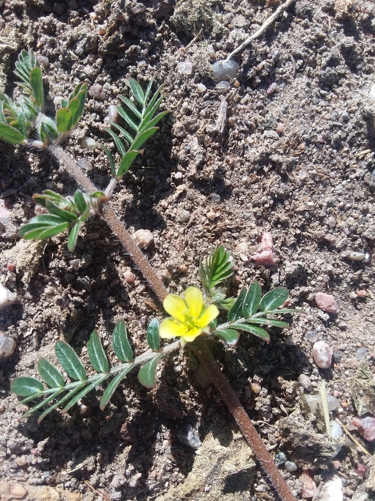 puncture vine from Nunn, CO 80648, USA on July 6, 2020 at 09:00 AM by ...