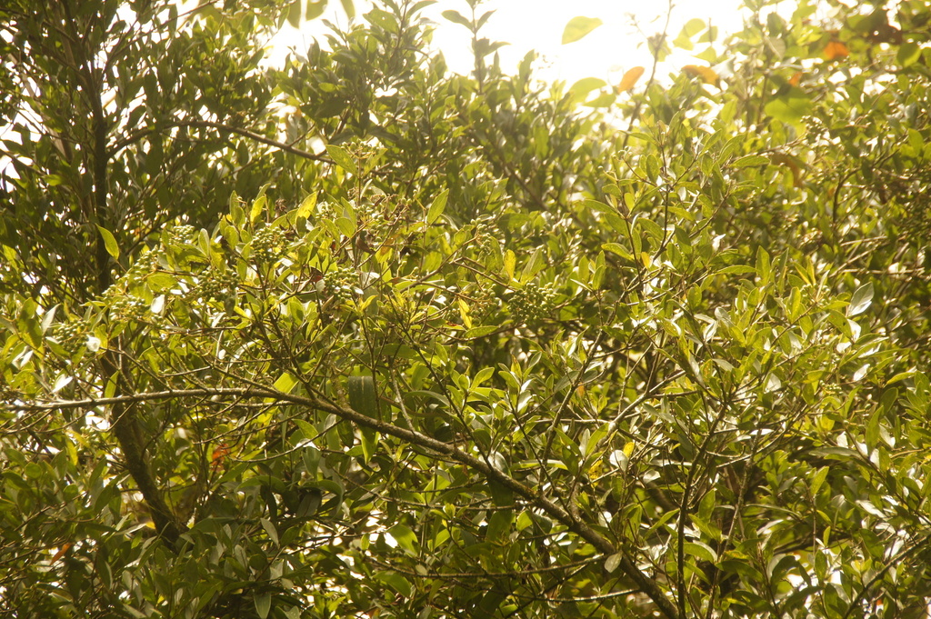 Viburnum triphyllum from Rogitama Birding on July 5, 2020 at 11:28 AM ...