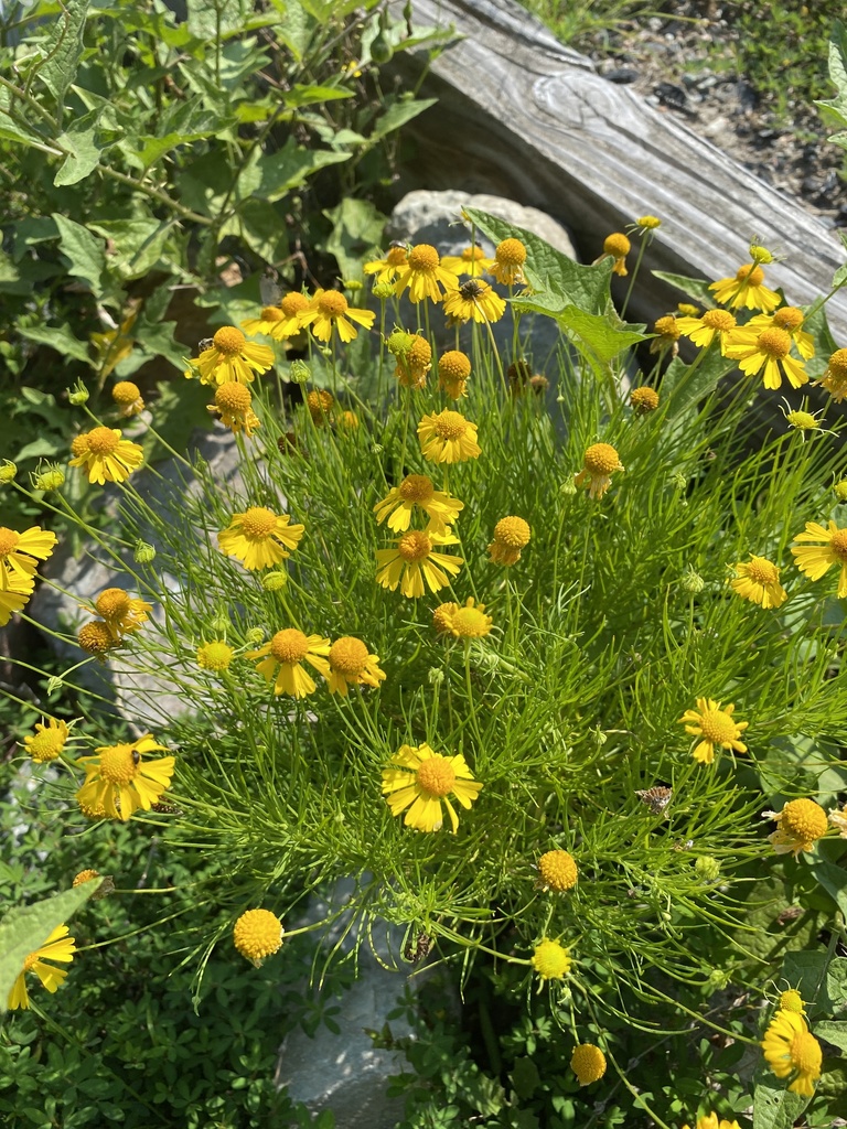 Bitterweed (Lee County SC Vascular Plants) · iNaturalist