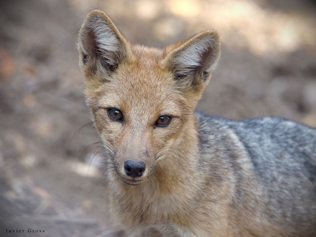 Common Culpeo (Lycalopex culpaeus culpaeus) - Know Your Mammals