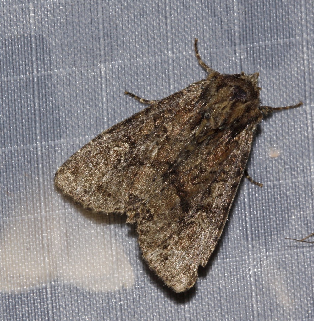 Small Clouded Brindle from Pabos, 17 rue Baie-Bleuer, Le Rocher-Percé, QC, Canada on July 2 ...