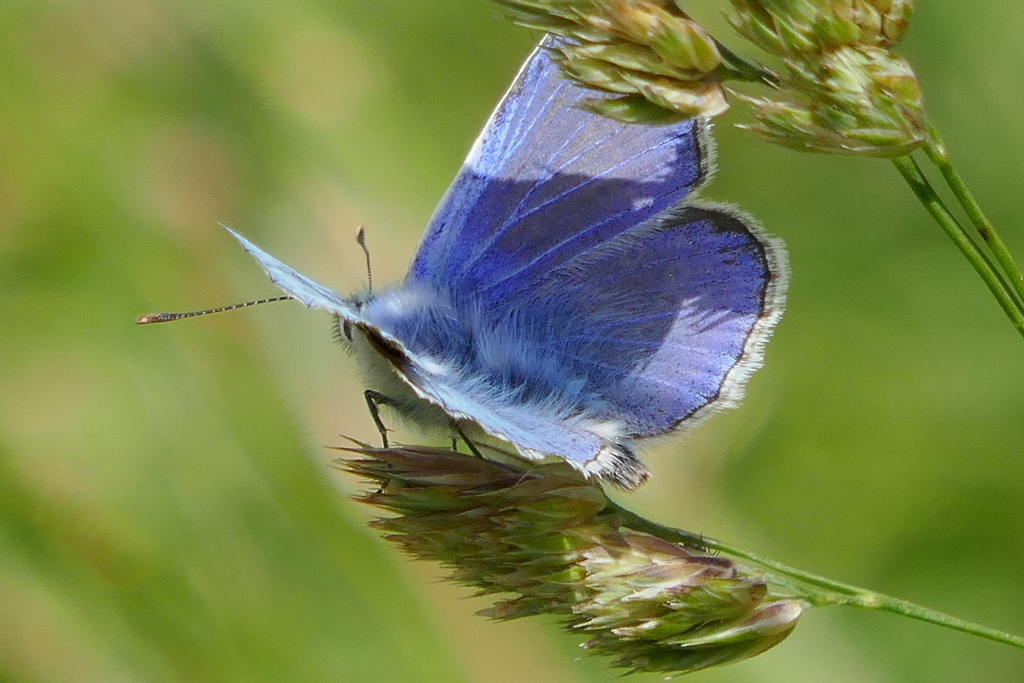 Common Blue from Edinburgh, UK on July 06, 2020 at 01:19 PM by David ...