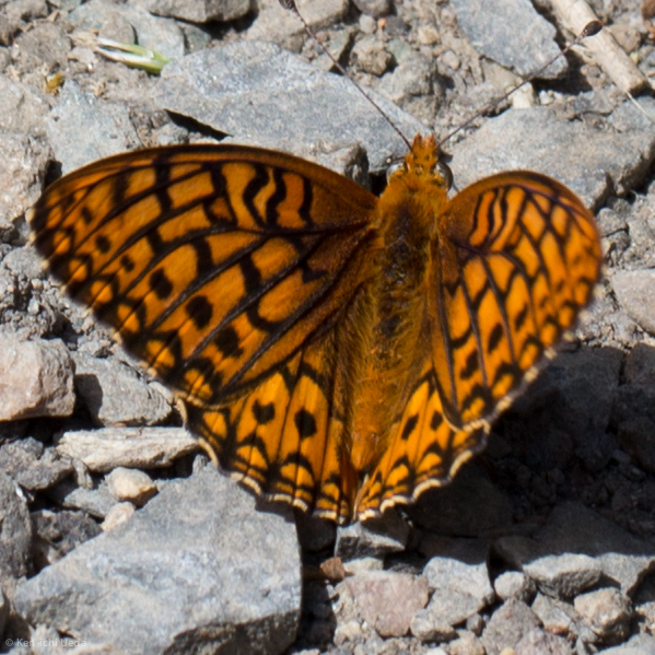 Callippe Fritillary (Insects of Highline Lake State Park) · iNaturalist