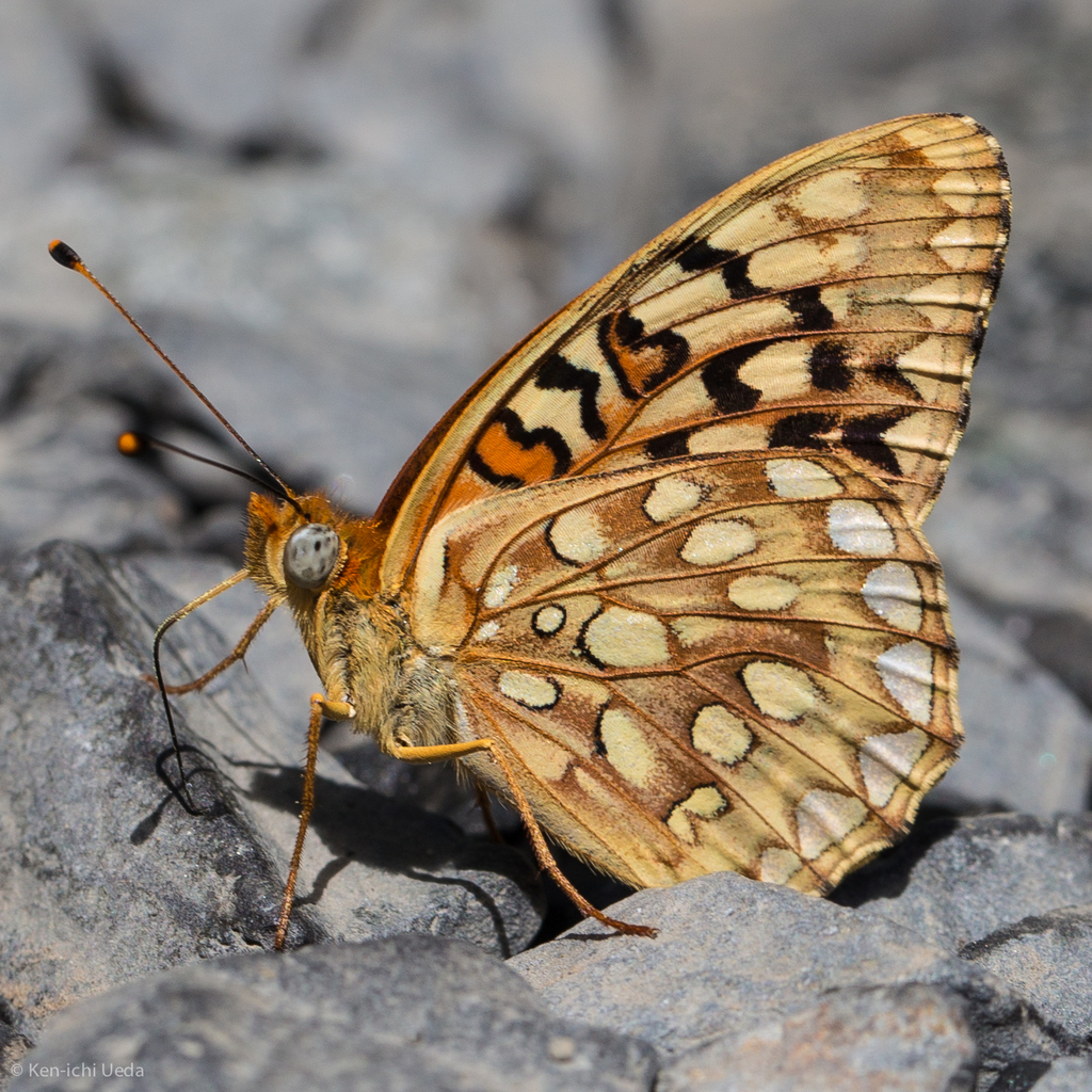 Callippe Fritillary (Insects of Highline Lake State Park) · iNaturalist
