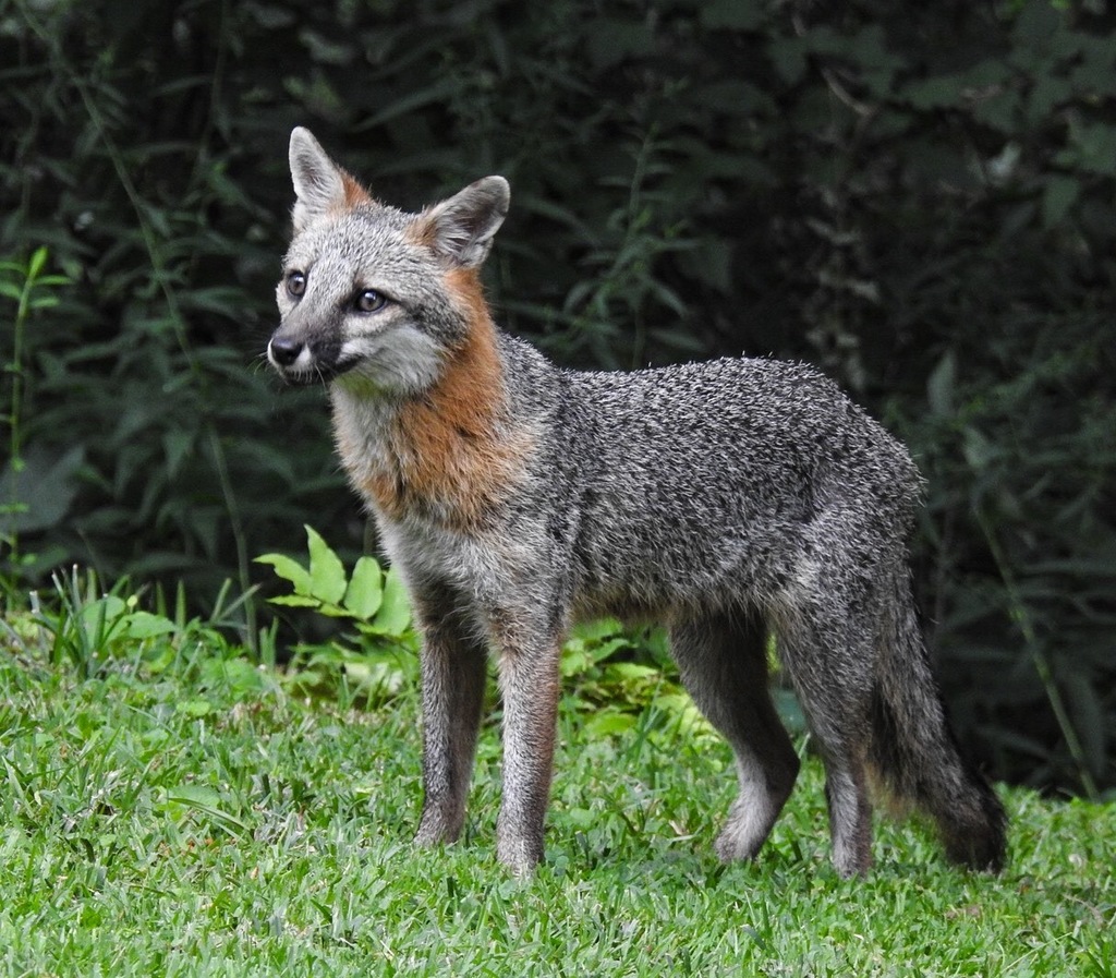 Gray Fox from Homewood, AL, USA on June 29, 2020 at 05:52 PM by Kay ...