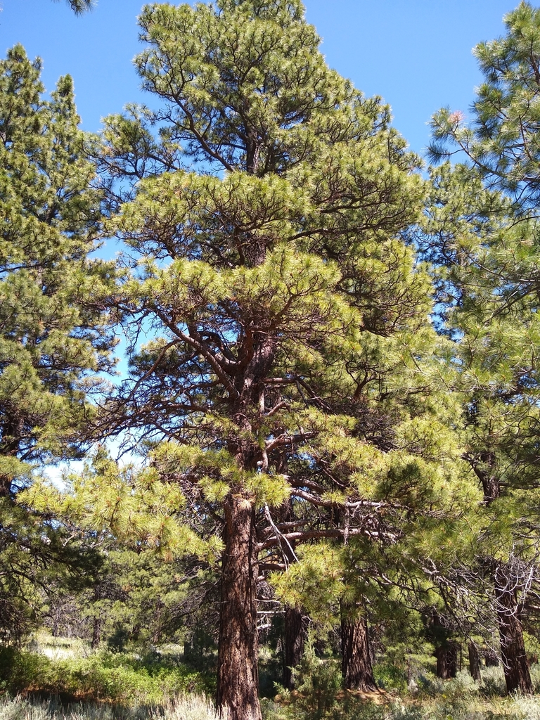 Ponderosa Pine from Hart Mountain National Antelope Refuge, Lake County ...