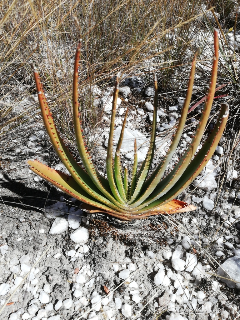 Aloe compressa in June 2020 by Ramaro · iNaturalist