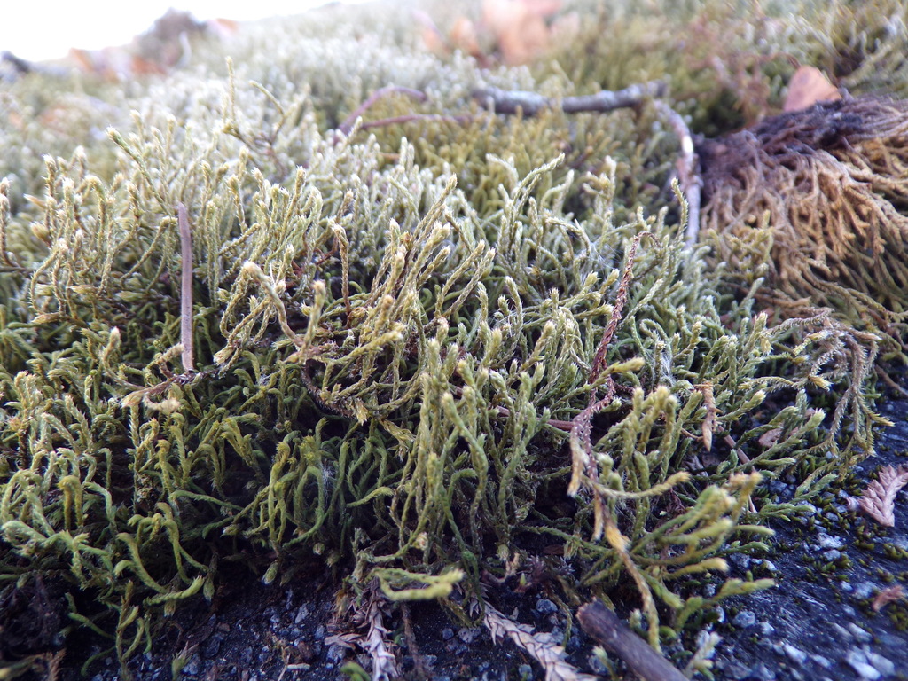 mosses from Athens, NY, USA on March 9, 2020 at 05:12 PM by Charlie ...