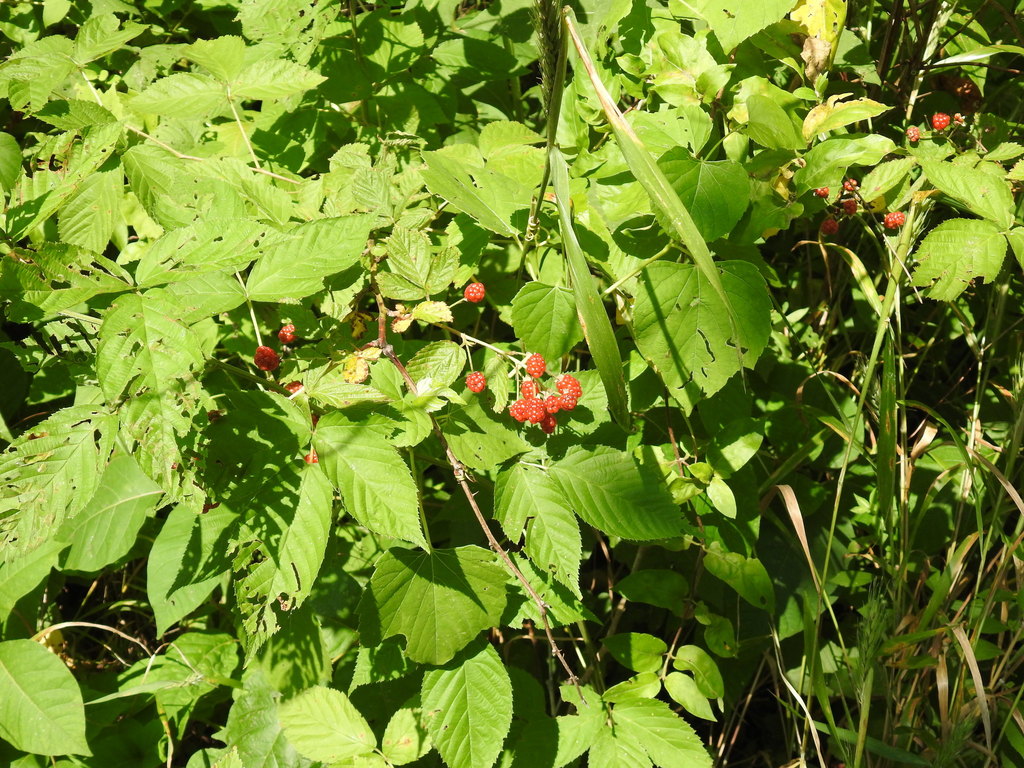brambles from Caperton Swamp Park on July 6, 2020 at 04:10 PM by Jim ...