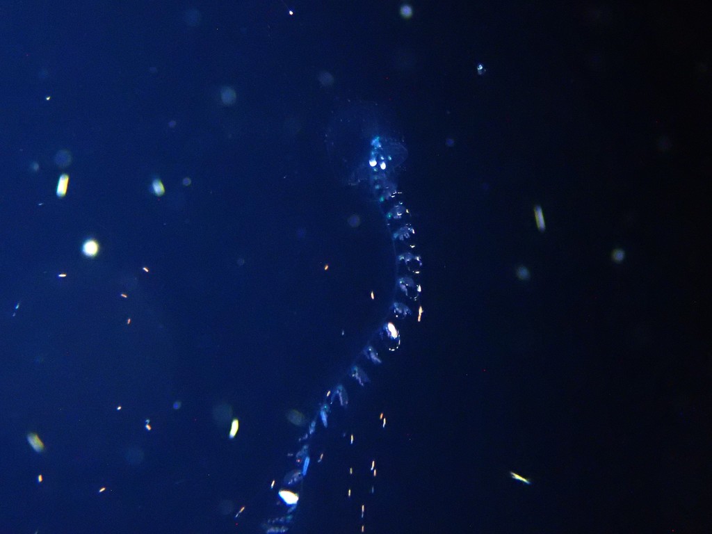 Chelophyes appendiculata from Palm Beach County, FL, USA on June 25 ...