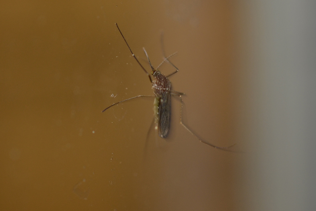 White-dotted Mosquito from Hiawatha Ave on July 2, 2020 at 10:03 PM by ...