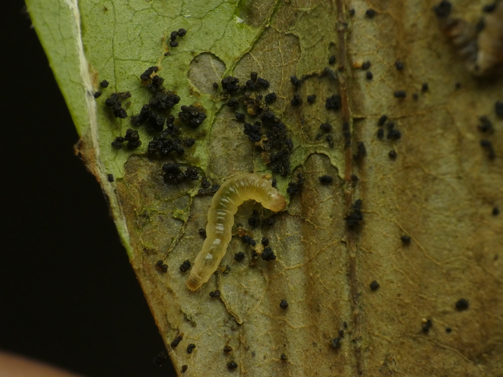 Lilac Leafminer Moth in July 2020 by David. In a rolled up leaf of ...