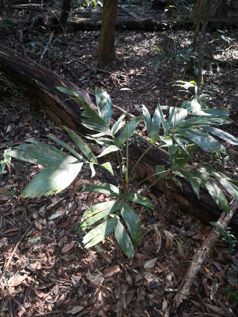 Walking stick palm from Coramba NSW 2450, Australia on July 7, 2020 at 01:55 PM by Nick Lambert ...