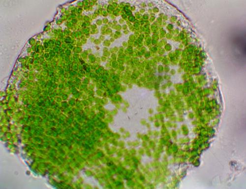 Aphanocapsa incerta · iNaturalist United Kingdom