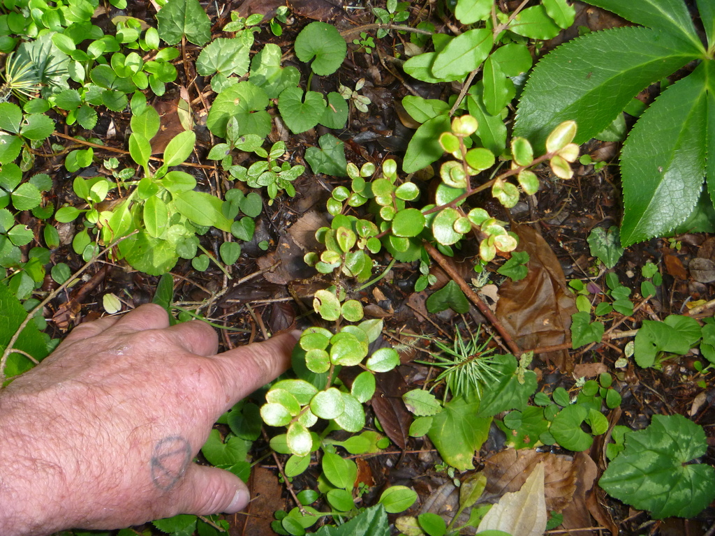 African Boxwood from Ngatapa 4072, New Zealand on July 3, 2020 at 02:13 ...