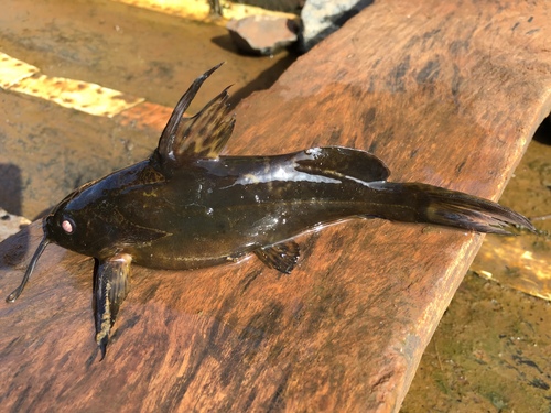 Fischer's Victoria squeaker (Synodontis afrofischeri) · iNaturalist