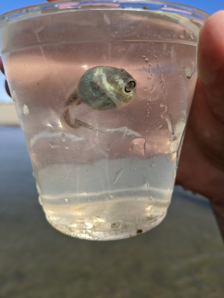Great Basin Spadefoot from Rexburg, ID 83440, USA on July 2, 2020 at 05 ...