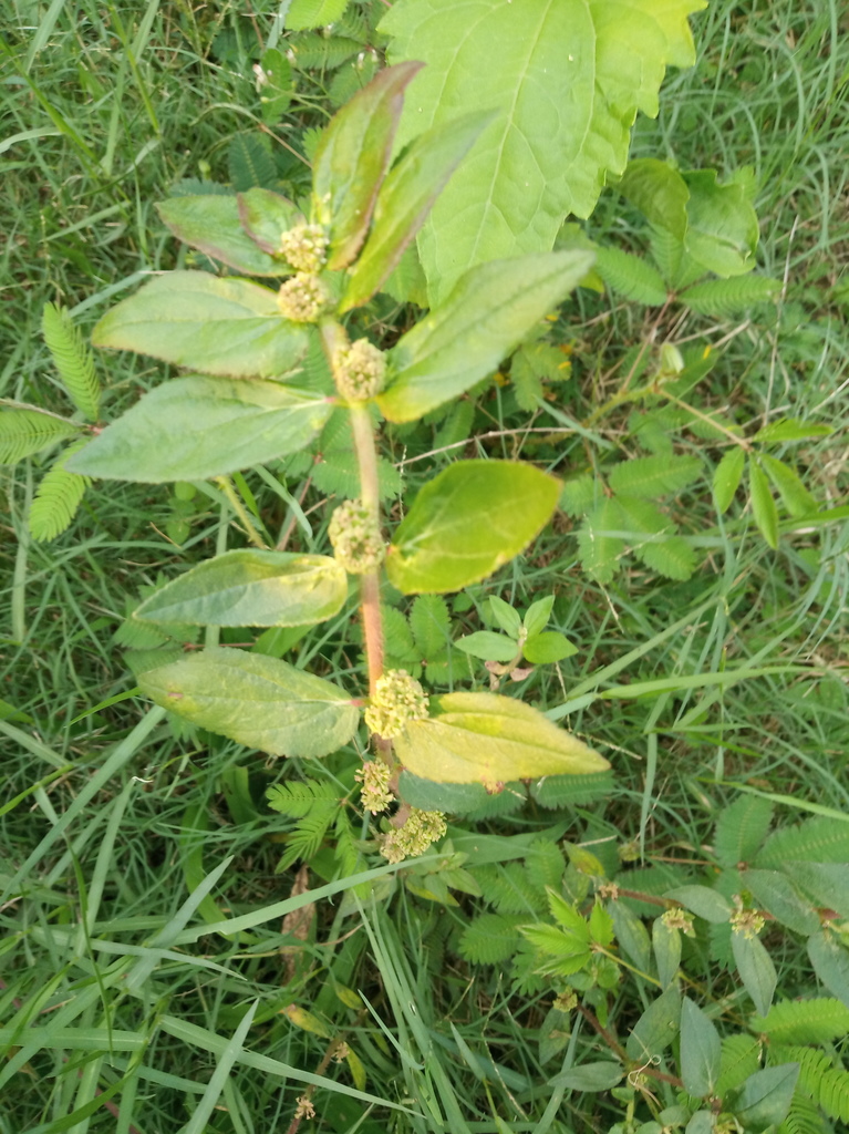 Asthma Plant from Itahari, Nepal on May 17, 2019 at 04:54 PM by Basu ...
