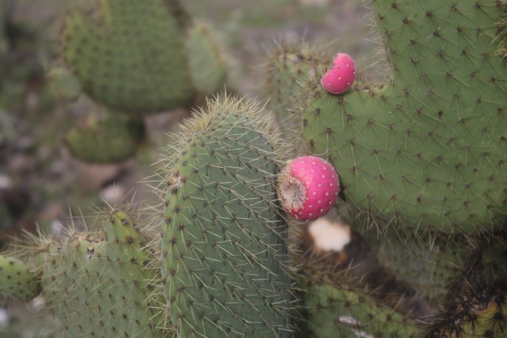 Nopal Duraznillo (Cactáceas de Guanajuato) · iNaturalist