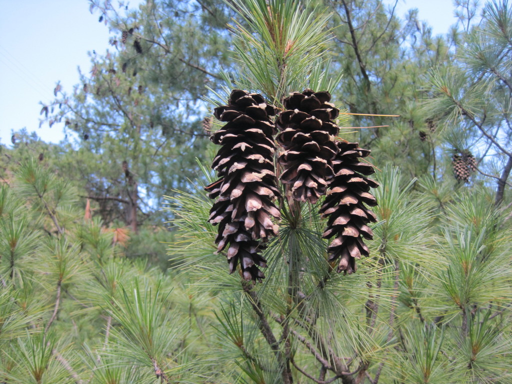 blue pine (Pinus wallichiana) - Botanical Realm