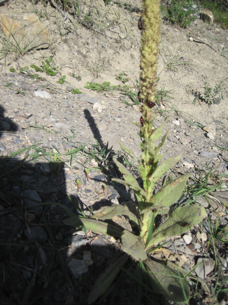 mulleins from Tanki Manang, Nepal on August 21, 2016 at 04:45 PM by ...