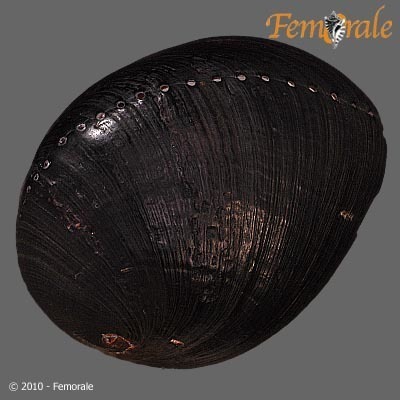 Black Abalone (Multi-Agency Rocky Intertidal Network ) · iNaturalist