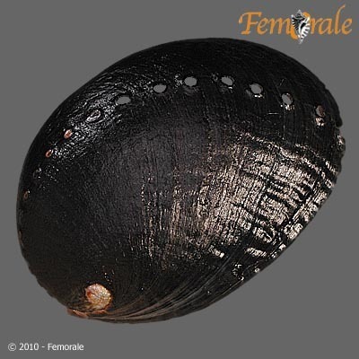 Black Abalone (Multi-Agency Rocky Intertidal Network ) · iNaturalist