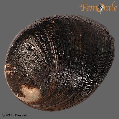 Black Abalone (Multi-Agency Rocky Intertidal Network ) · iNaturalist