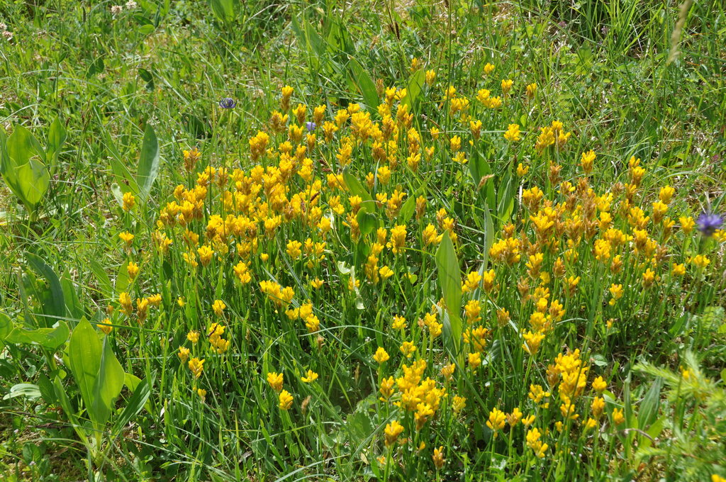 Winged Broom (Genista sagittalis) - Botanical Realm