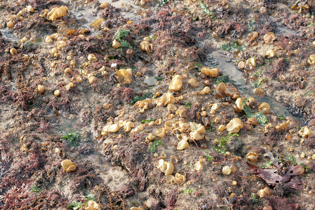 Colpomenia peregrina (Multi-Agency Rocky Intertidal Network ) · iNaturalist