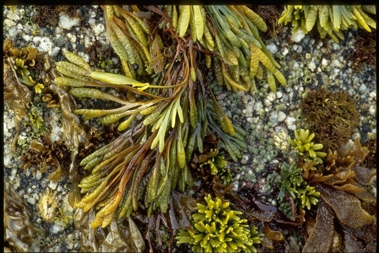 Little Rockweed (Multi-Agency Rocky Intertidal Network ) · iNaturalist