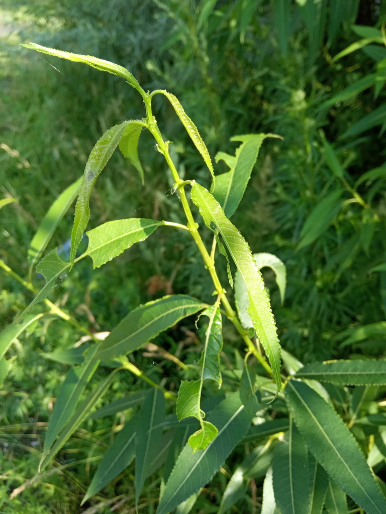 hybrid crack willow from Chelyabinsk gorsovet, Chelyabinsk, Russia on ...